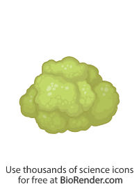 Free Plant callus Icons, Symbols & Images | BioRender