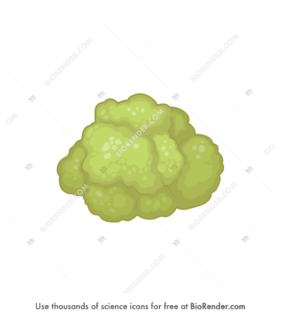 Free Plant callus Icons, Symbols & Images | BioRender