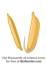 Free Rice husk Icons, Symbols & Images | BioRender