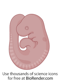 Free Mouse embryo (E9.5) Icons, Symbols & Images | BioRender