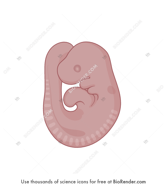 Free Mouse embryo (E9.5) Icons, Symbols & Images | BioRender