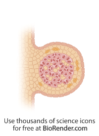Free Soybean root nodule Icons, Symbols & Images | BioRender
