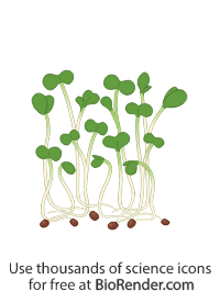 Free Broccoli (microgreens) Icons, Symbols & Images | BioRender