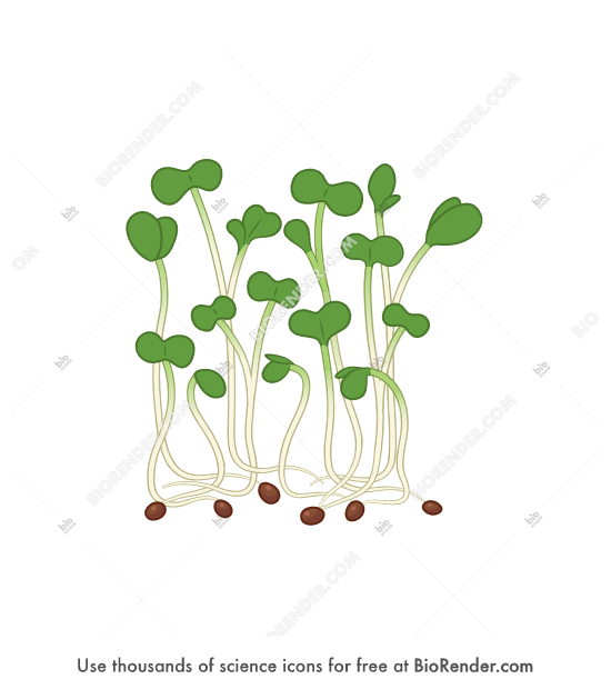 Free Broccoli (microgreens) Icons, Symbols & Images | BioRender