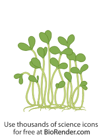 Free Sunflower (microgreens) Icons, Symbols & Images | BioRender