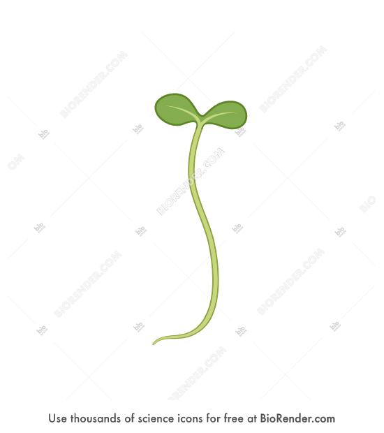 Free Sunflower (sprout) Icons, Symbols & Images | BioRender