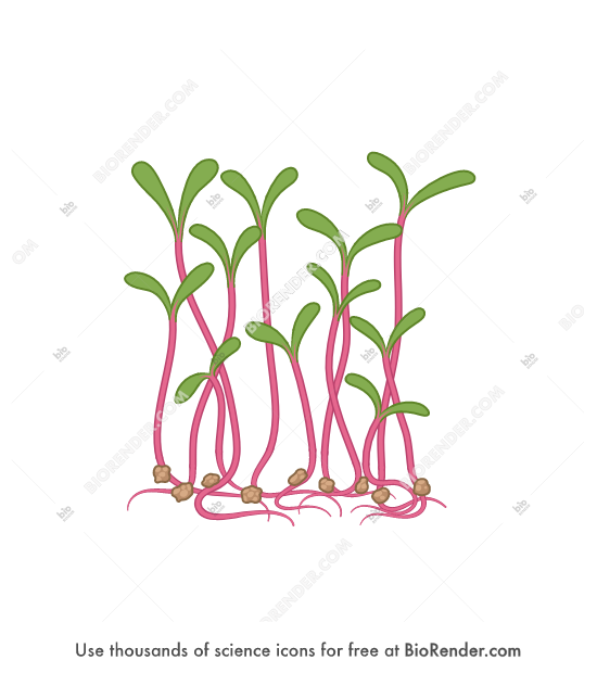 Free Beet (microgreens) Icons, Symbols & Images | BioRender