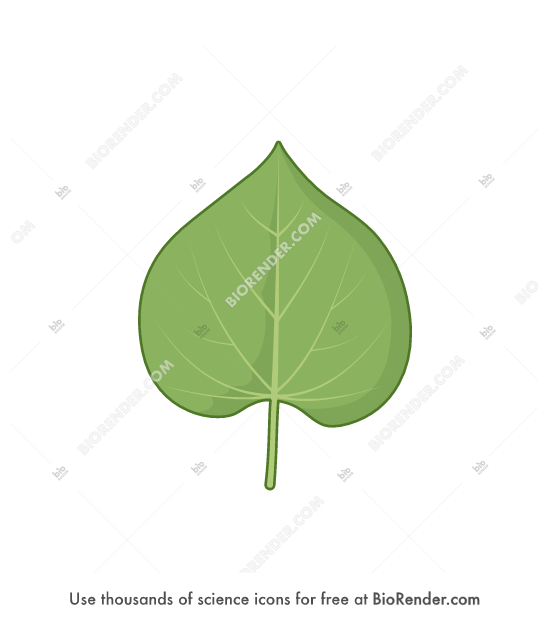 Free Leaf (cordate) Icons, Symbols & Images | BioRender