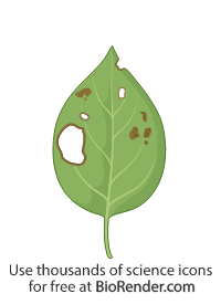 Free Leaf (insect damage) Icons, Symbols & Images | BioRender