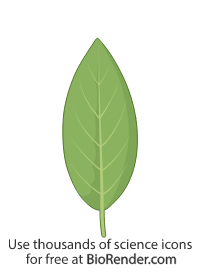 Free Leaf (elliptic) Icons, Symbols & Images | BioRender