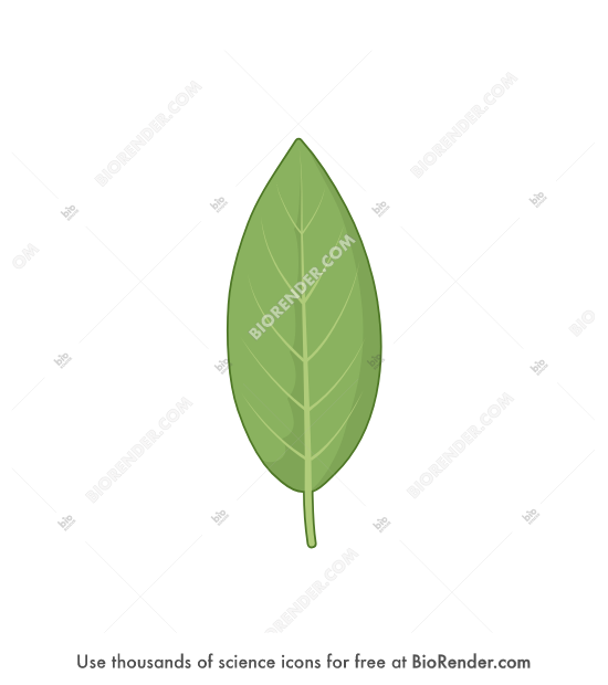 Free Leaf (elliptic) Icons, Symbols & Images | BioRender
