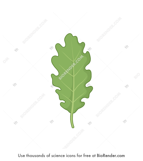 Free Leaf (lobate) Icons, Symbols & Images | BioRender