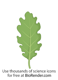 Free Leaf (lobate) Icons, Symbols & Images | BioRender