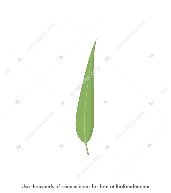 Free Leaf (long) Icons, Symbols & Images | BioRender