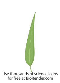 Free Leaf (long) Icons, Symbols & Images | BioRender