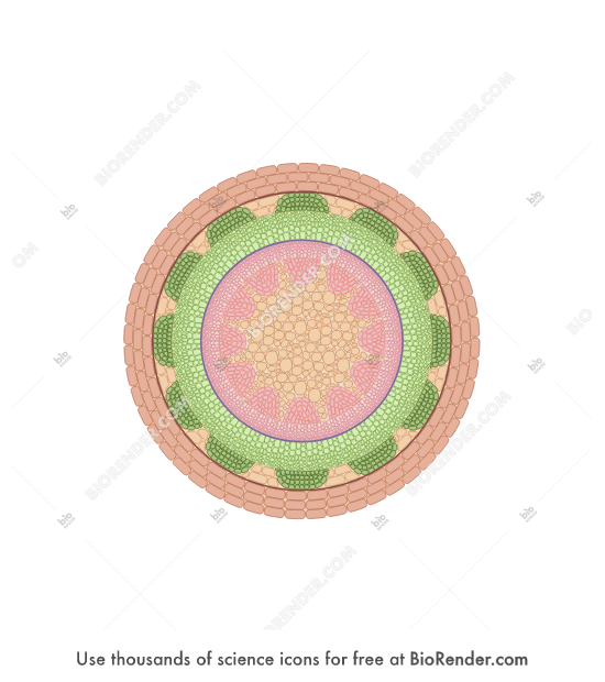 Free Stem (dicot, horizontal cross-section) Icons, Symbols & Images ...