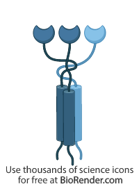 Free ASGPR Icons, Symbols & Images | BioRender