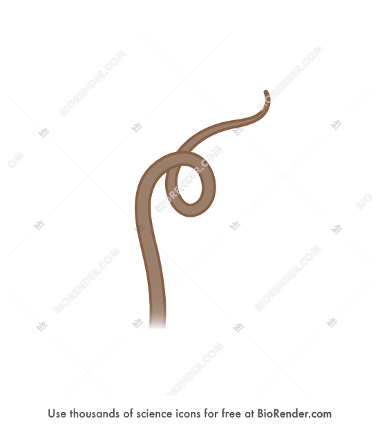 Free Grape (tendril) Icons, Symbols & Images | BioRender