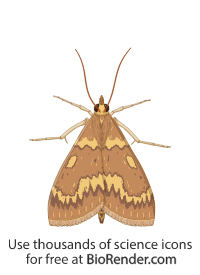 Free Corn borer (adult, male) Icons, Symbols & Images | BioRender