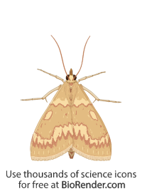 Free Corn borer (adult, female) Icons, Symbols & Images | BioRender