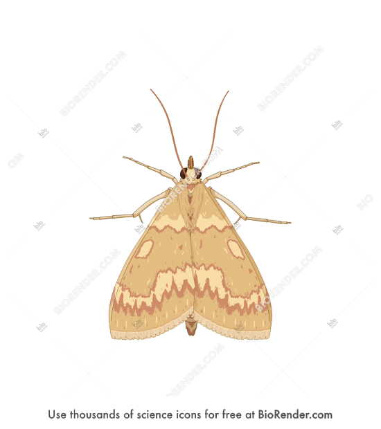 Free Corn borer (adult, female) Icons, Symbols & Images | BioRender