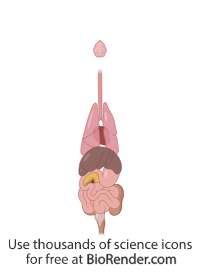 Free Ferret organs (supine) Icons, Symbols & Images | BioRender