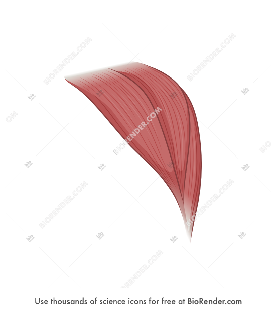 Free Deltoid (anterior) Icons, Symbols & Images | BioRender