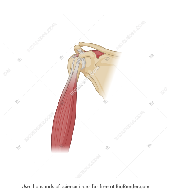 Free Shoulder anatomy Icons, Symbols & Images | BioRender