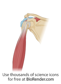 Free Shoulder anatomy (with subacromial bursae) Icons, Symbols & Images ...