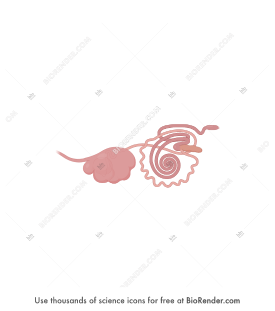 Free Cow GI tract (semi-anatomical, left side) Icons, Symbols & Images ...