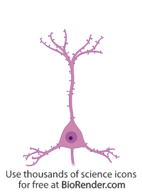 Free Pyramidal neuron 2 (low dendritic spines) Icons, Symbols & Images ...