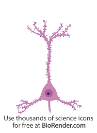 Free Astrocyte Icons, Symbols & Images | BioRender