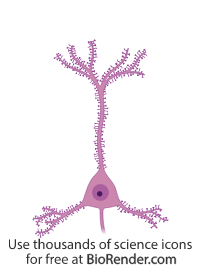 Free Pyramidal neuron 2 (high dendritic spines) Icons, Symbols & Images ...