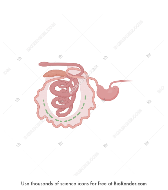Free Pig GI tract (semi-anatomical, with mesenteric folds, right side ...