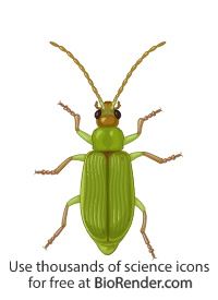 Free Northern corn rootworm (adult) Icons, Symbols & Images | BioRender