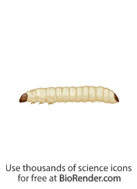 Free Corn rootworm (larva) Icons, Symbols & Images | BioRender