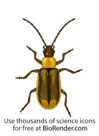 Free Western corn rootworm (adult, male) Icons, Symbols & Images ...