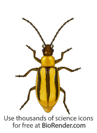 Free Bacillus (pili) Icons, Symbols & Images | BioRender