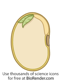 Free Soybean seed structure (cross-section) 1 Icons, Symbols & Images ...