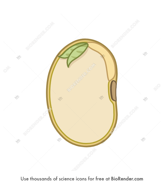 Free Soybean seed structure (cross-section) 1 Icons, Symbols & Images ...