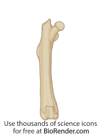 Free Mouse femur (anterior) Icons, Symbols & Images | BioRender