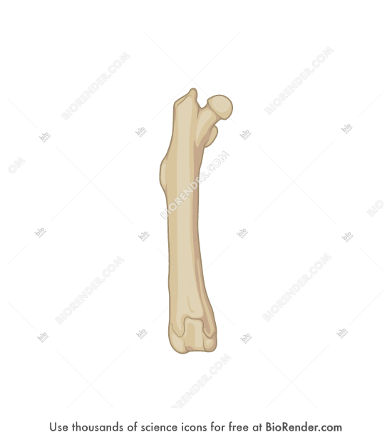 Free Mouse femur (anterior) Icons, Symbols & Images | BioRender