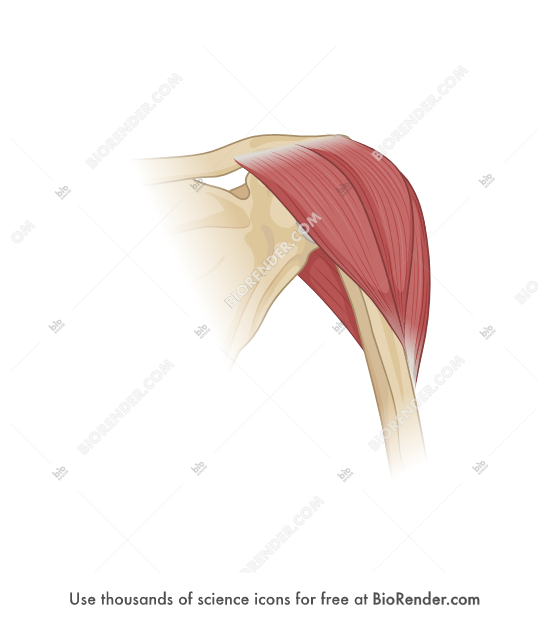 Free Deltoid (anterior, on skeleton) Icons, Symbols & Images | BioRender