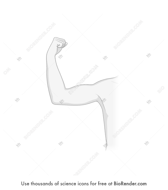 Free Arm (flexed, anterior 2) Icons, Symbols & Images | BioRender