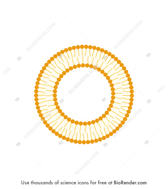 Free Niosome Icons, Symbols & Images | BioRender