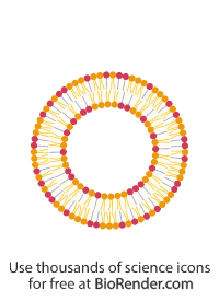 Free Endosome membrane (early 2) Icons, Symbols & Images | BioRender
