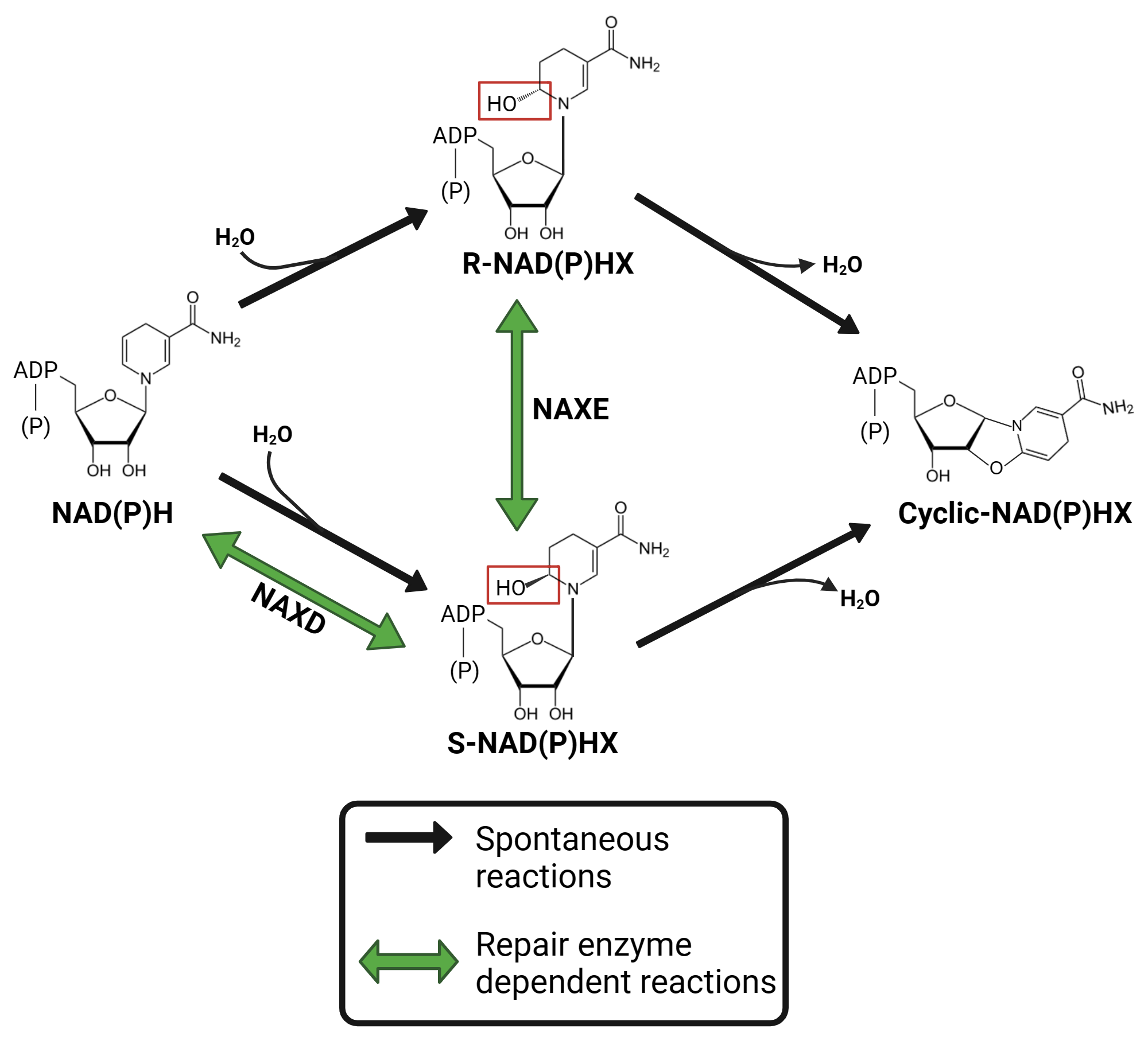 NAXD and NAXE are repair enzymes responsible for the removal of the ...