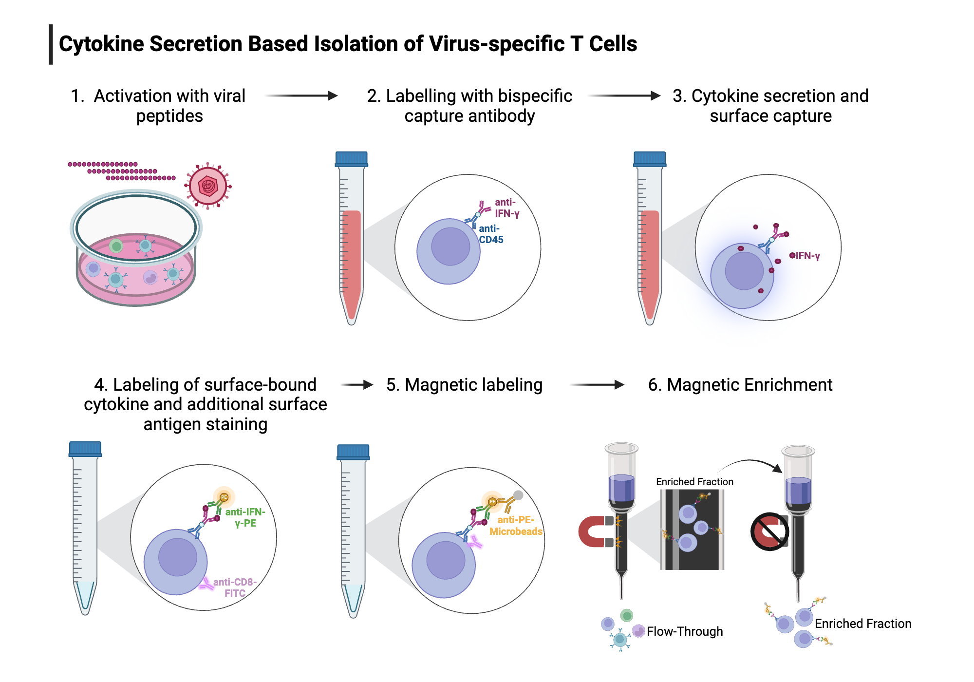 Cytokine Secretion Based Isolation Of Virus Specific T Cells