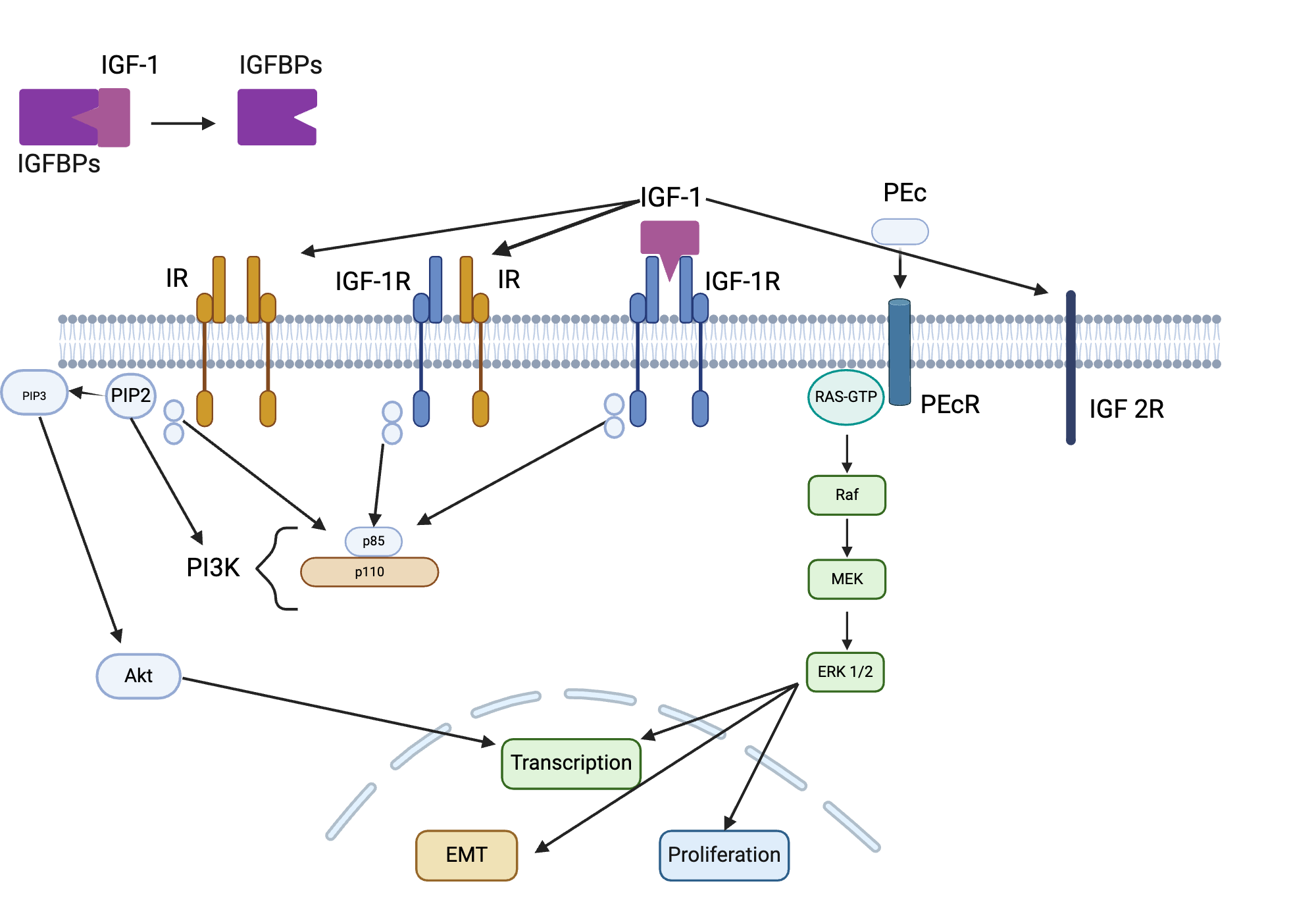 IGF-1 Signalling Pathway | BioRender Science Templates