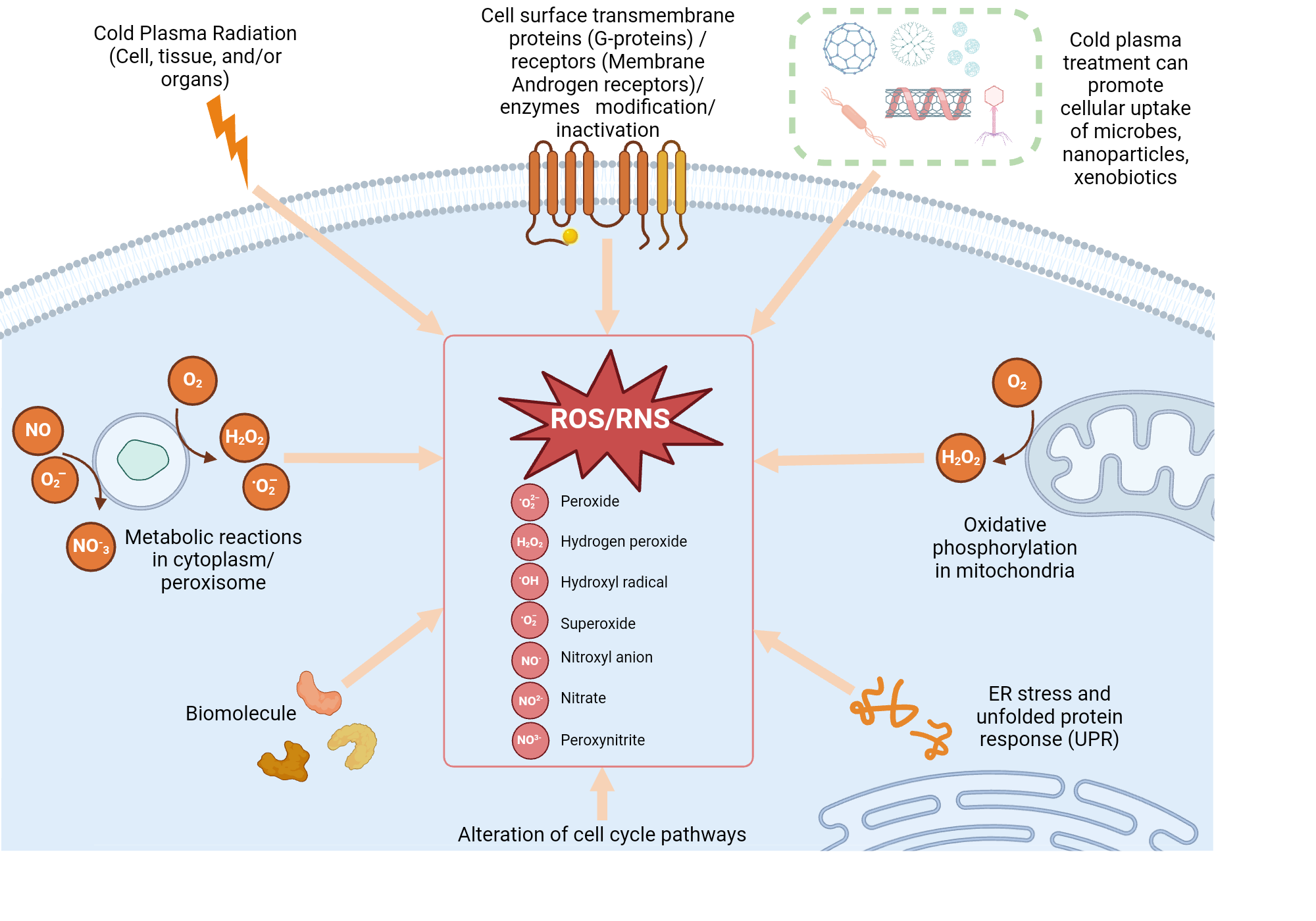 Effect of Reactive Oxygen Species (ROS) on cancer cell and its ...
